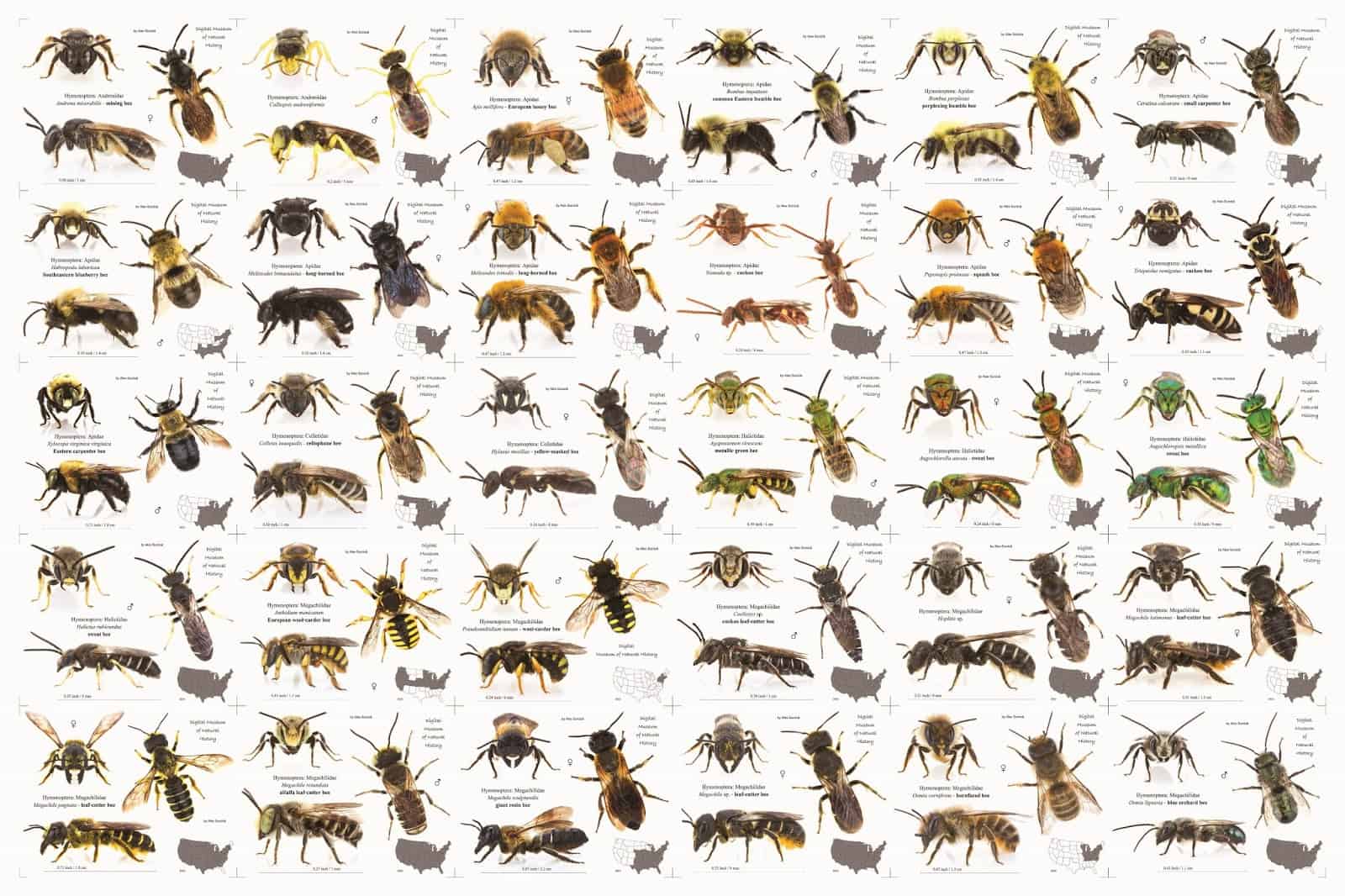 The Biggest Of Bees Ben Bees
